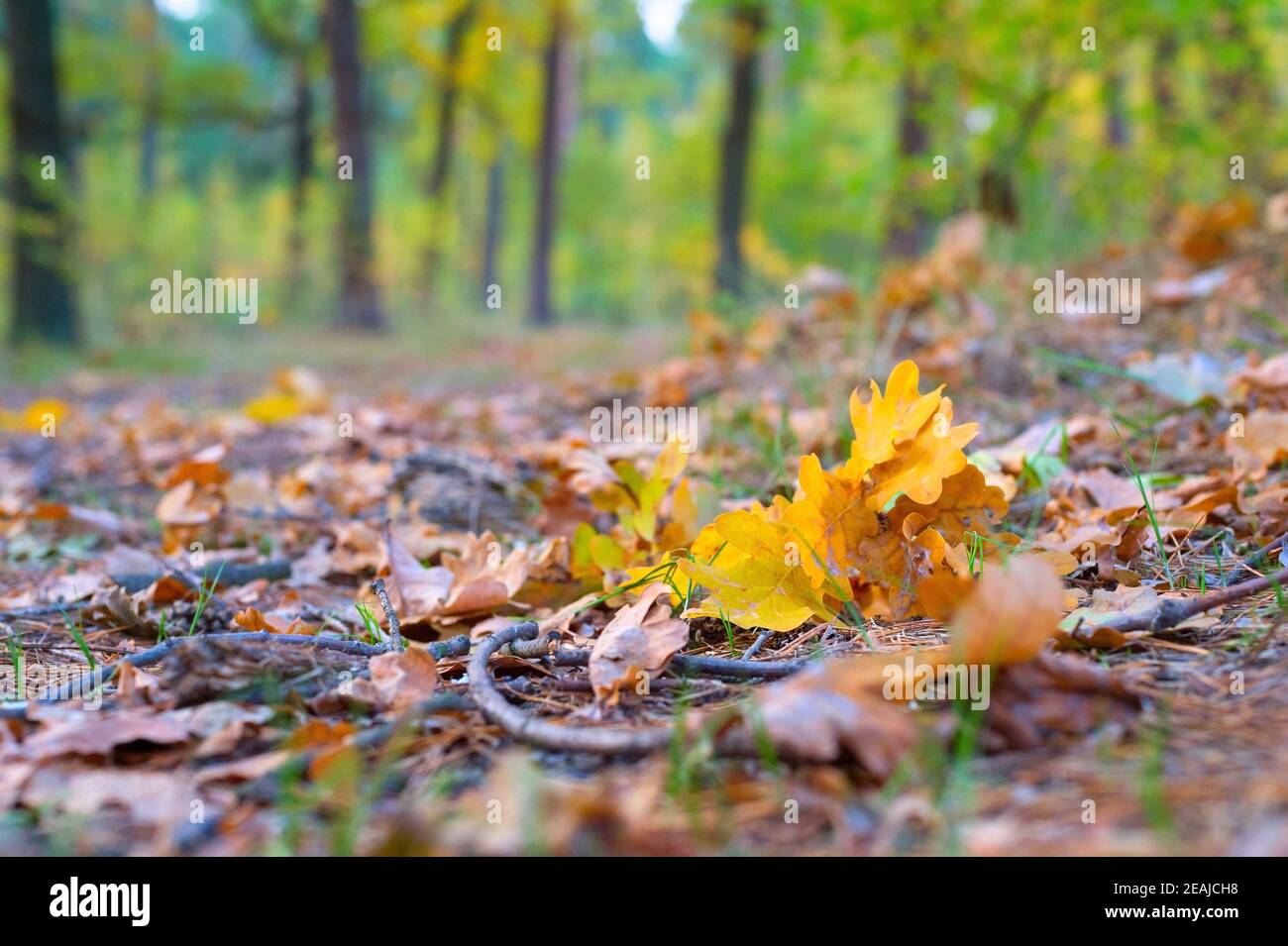 Scenic fall background hi-res stock photography and images - Alamy