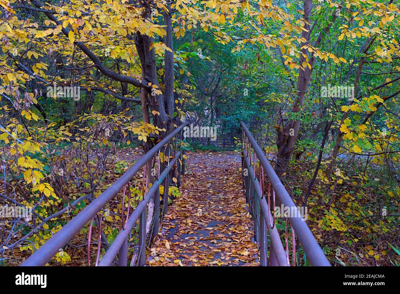 Red timber trees hi-res stock photography and images - Alamy