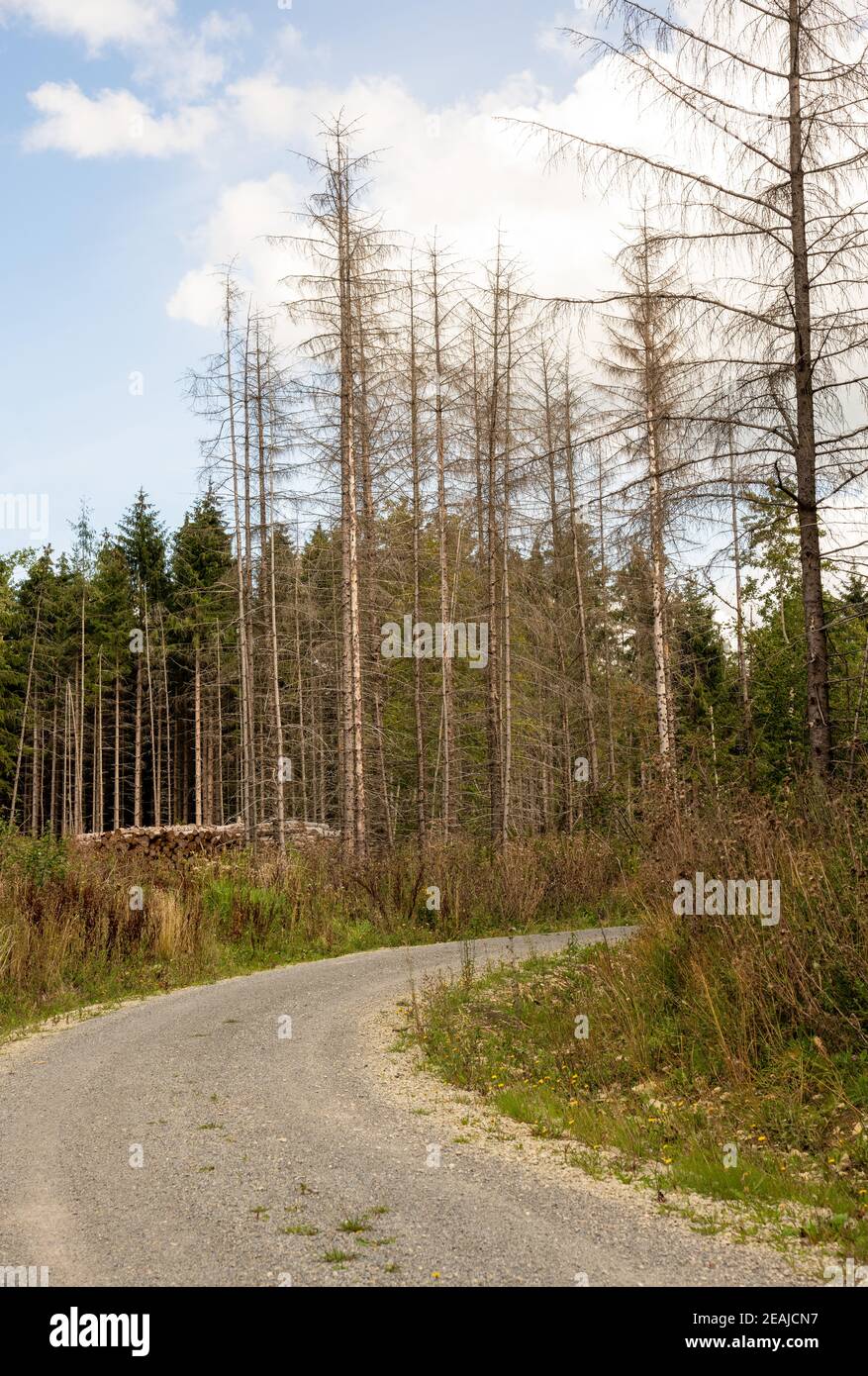 dried up trees in the forest Stock Photo - Alamy