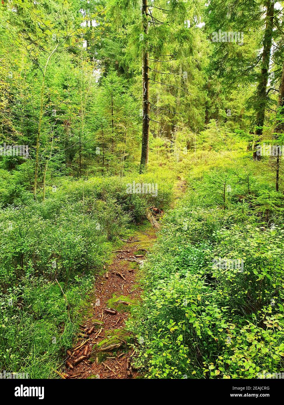 Coniferous pathway hi-res stock photography and images - Alamy