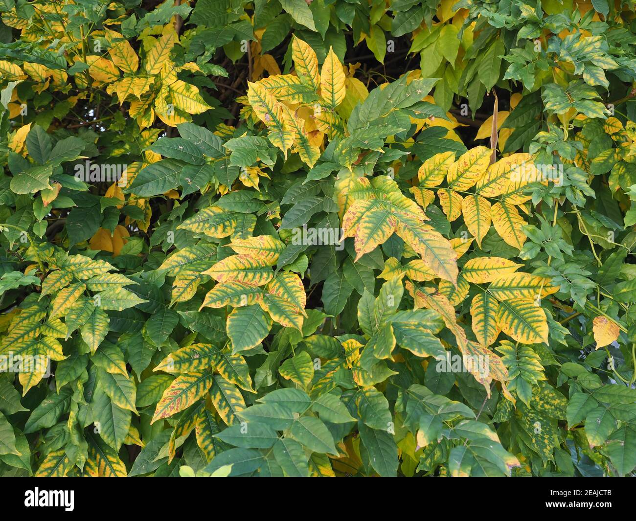 Wisteria Plant High Resolution Stock Photography and Images - Alamy