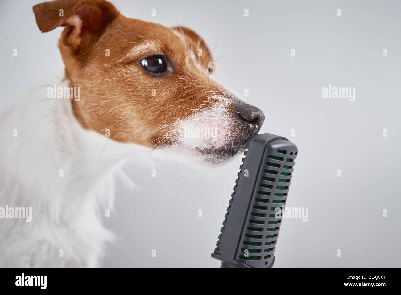 Jack Russell terrier dog speaks with microphone on white background ...