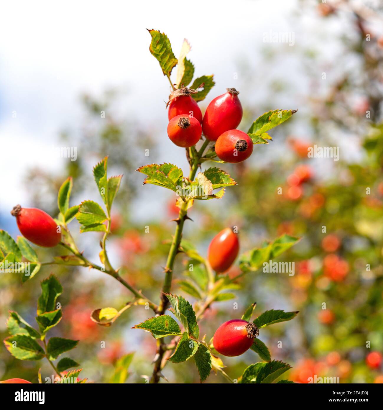 Shrup hi-res stock photography and images - Alamy