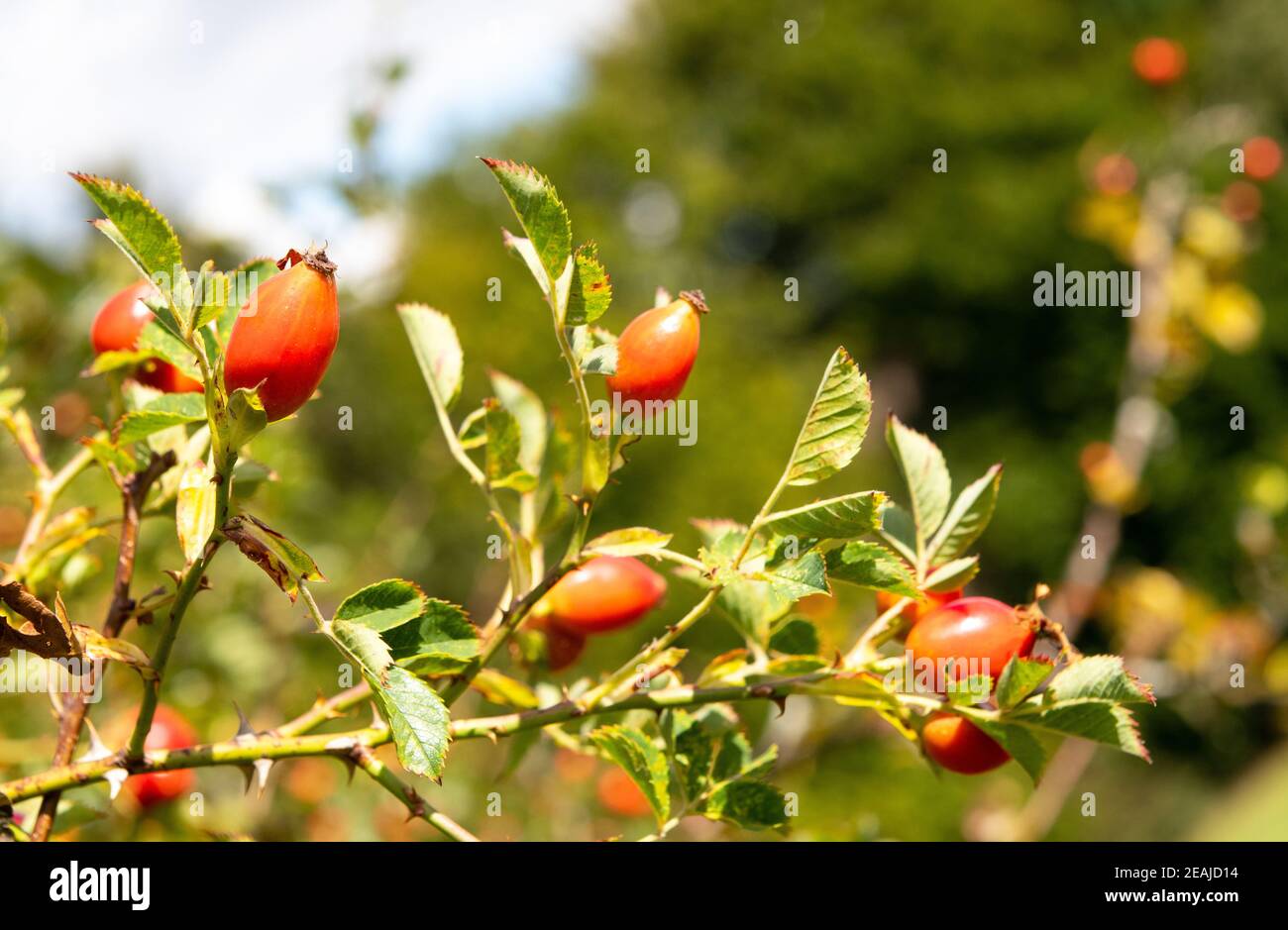 Shrup hi-res stock photography and images - Alamy