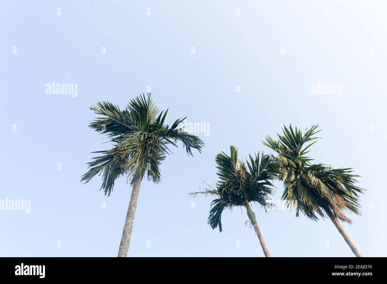 Queen palm tree hi-res stock photography and images - Alamy