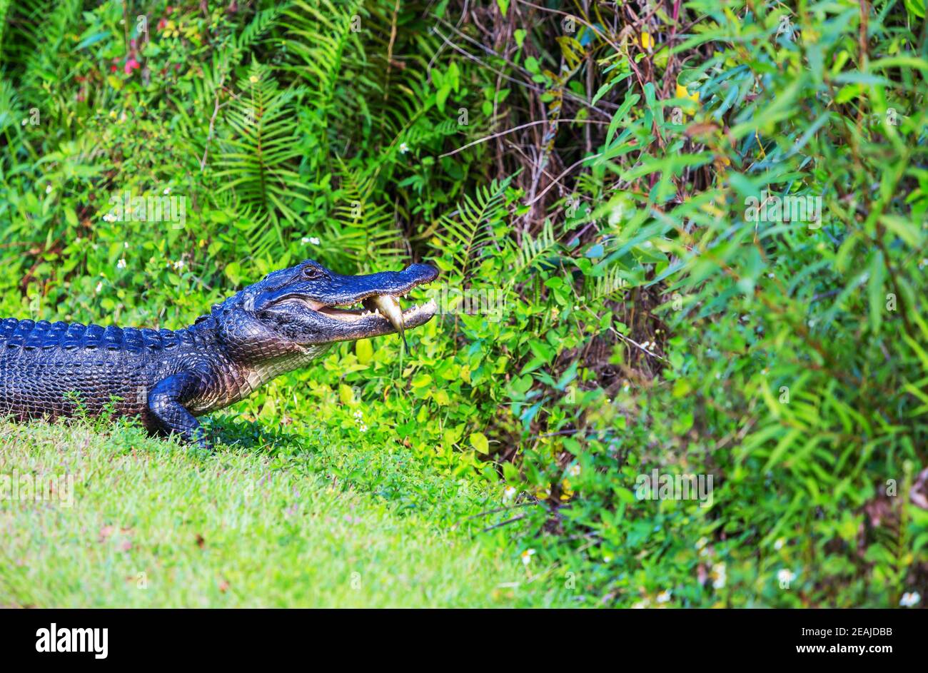 American Alligator Swimming in Everglades with colorful reflection in ...