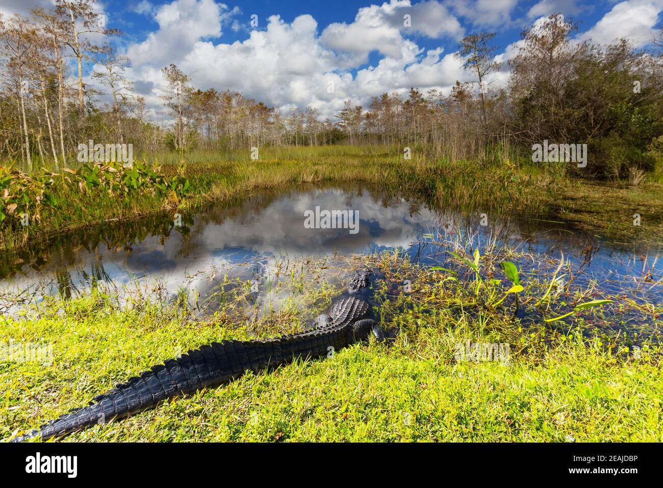 American Alligator Swimming in Everglades with colorful reflection in ...