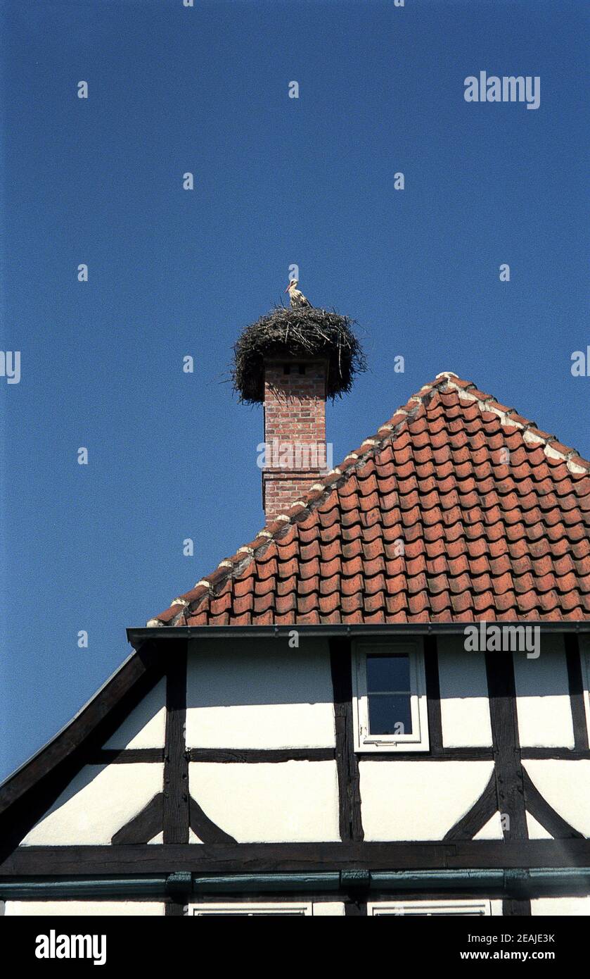 stork on a chimney Stock Photo - Alamy