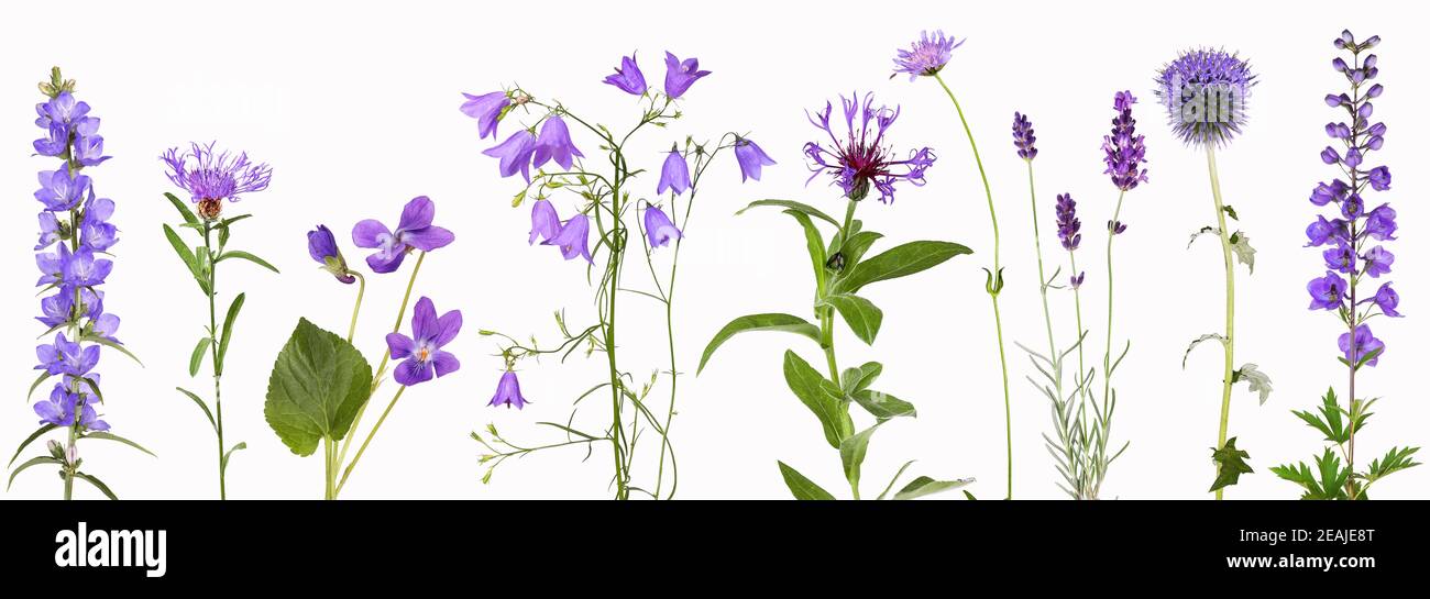 Lavender banner Cut Out Stock Images & Pictures - Alamy