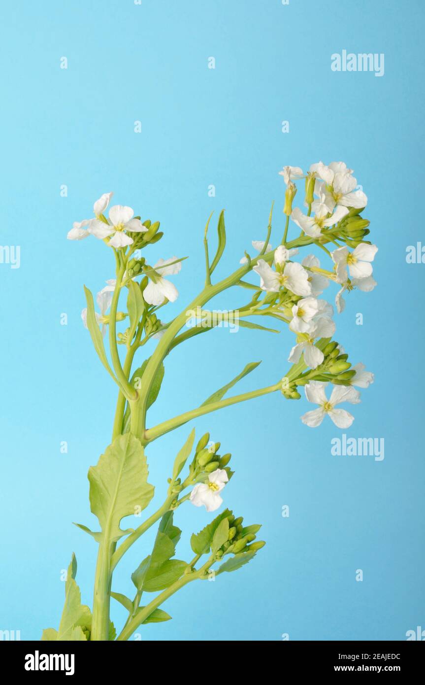 White mustard on blue background Stock Photo - Alamy