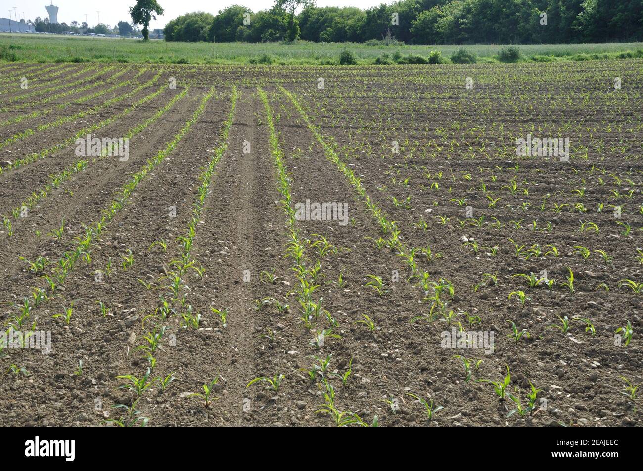 Corn field in Spring in Brittany Stock Photo - Alamy