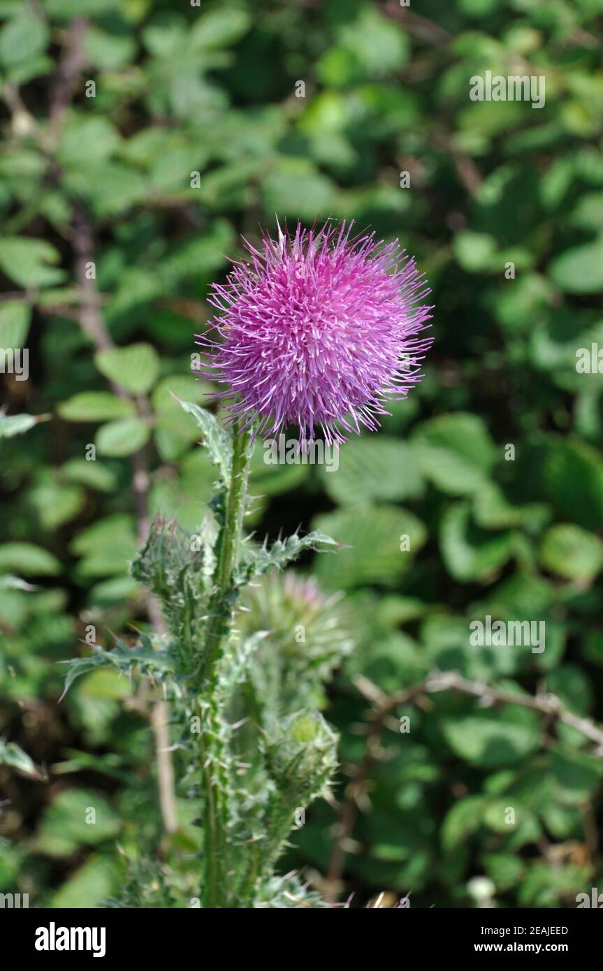 Thistle in bloom hi-res stock photography and images - Alamy