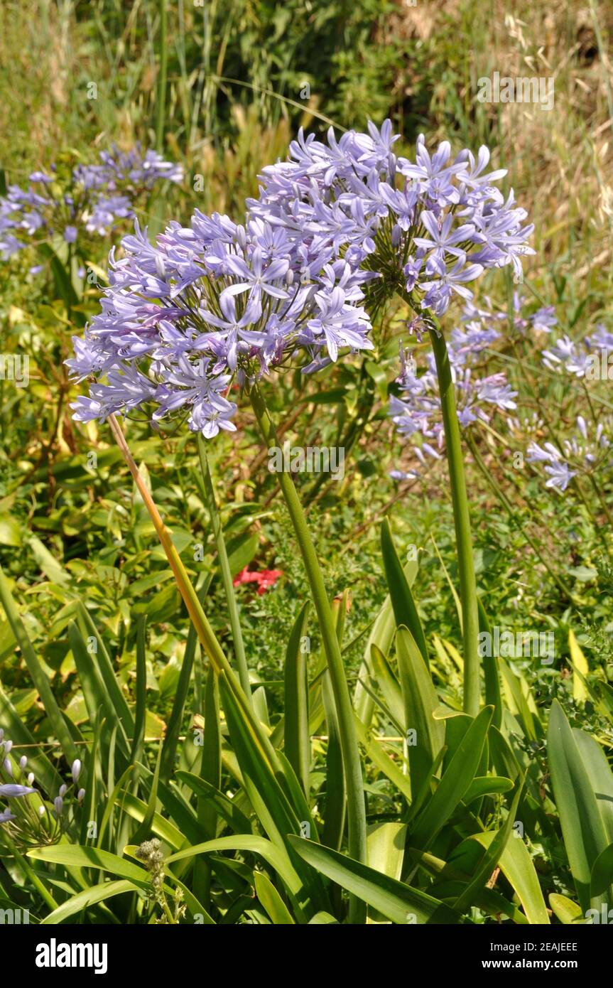 Agapanthus leaf hi-res stock photography and images - Alamy