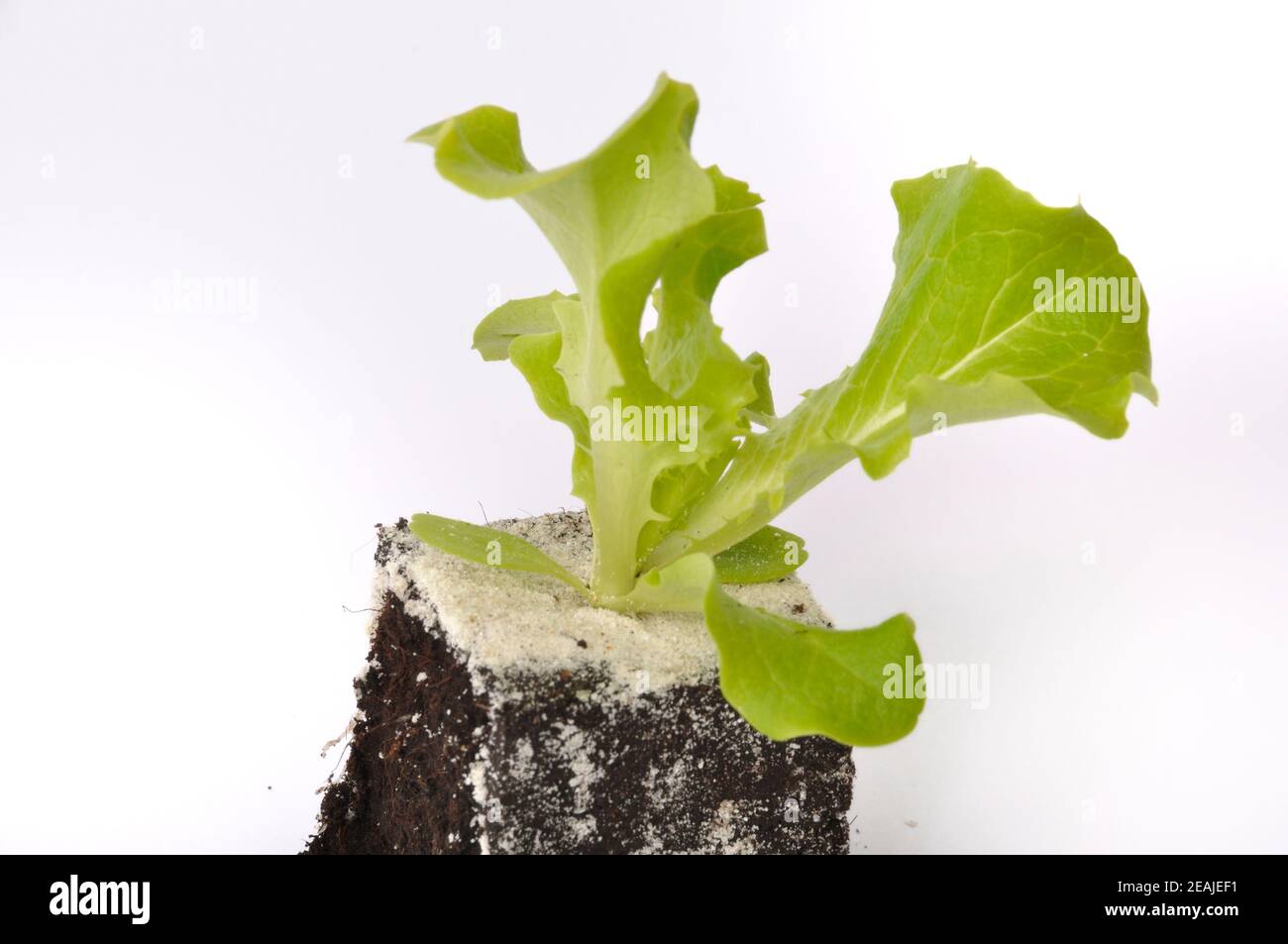 Healthy batavia lettuce hi-res stock photography and images - Alamy