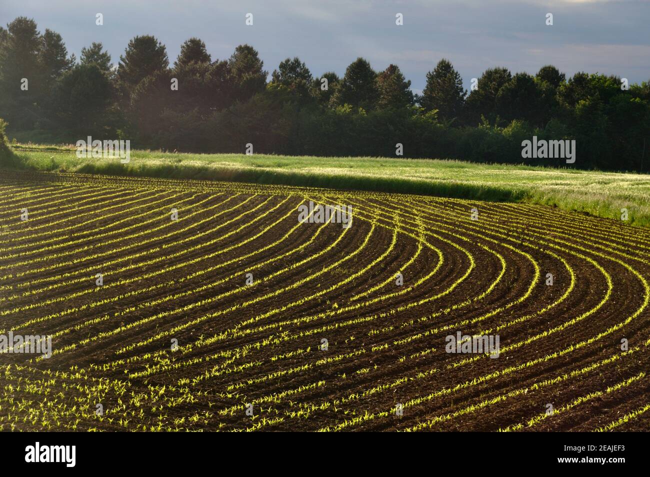 Corn field in Spring in Brittany Stock Photo - Alamy