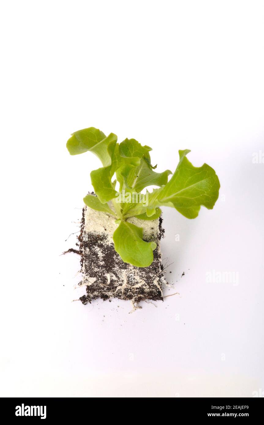 Healthy Batavia Lettuce High Resolution Stock Photography and Images ...