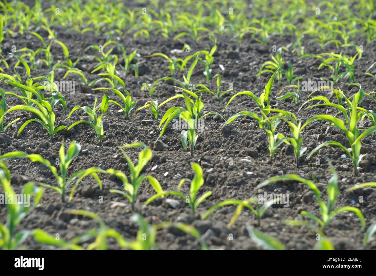 Corn field in Spring in Brittany Stock Photo - Alamy