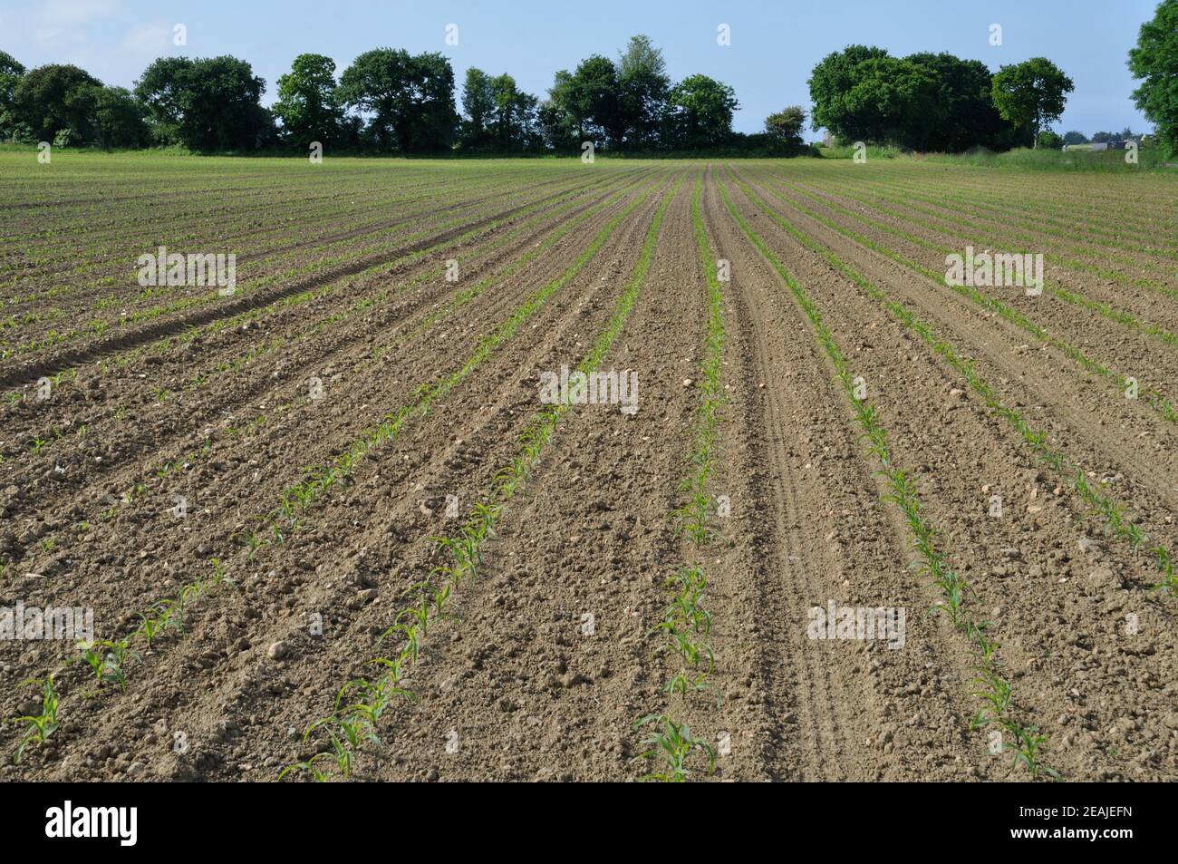Corn field in Spring in Brittany Stock Photo - Alamy