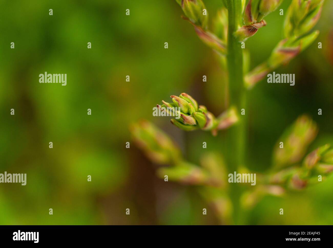 Bud adams hi-res stock photography and images - Alamy