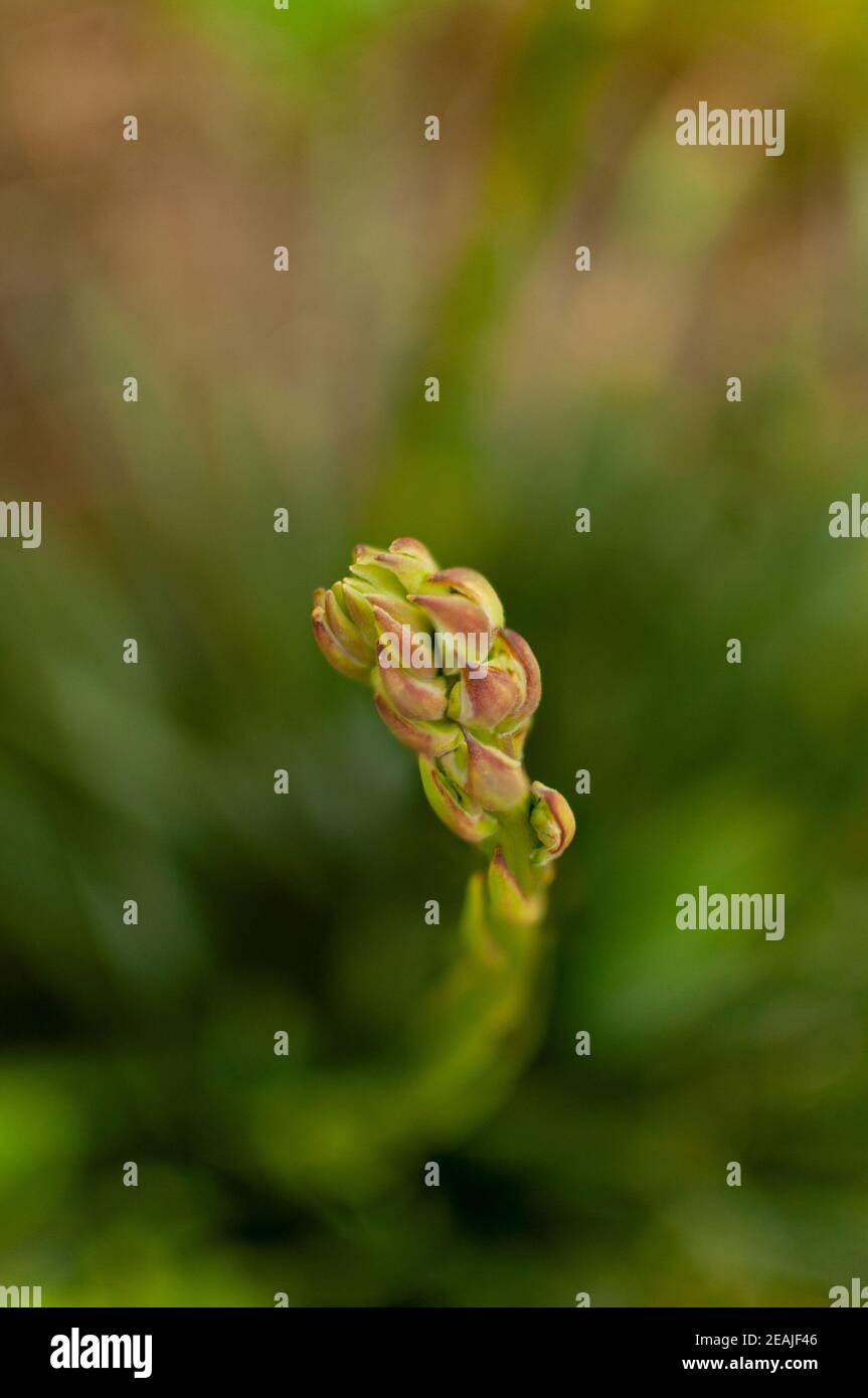 Bud adams hi-res stock photography and images - Alamy