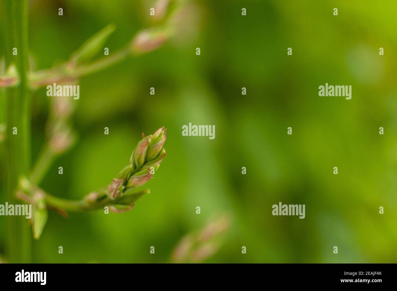 Bud adams hi-res stock photography and images - Alamy