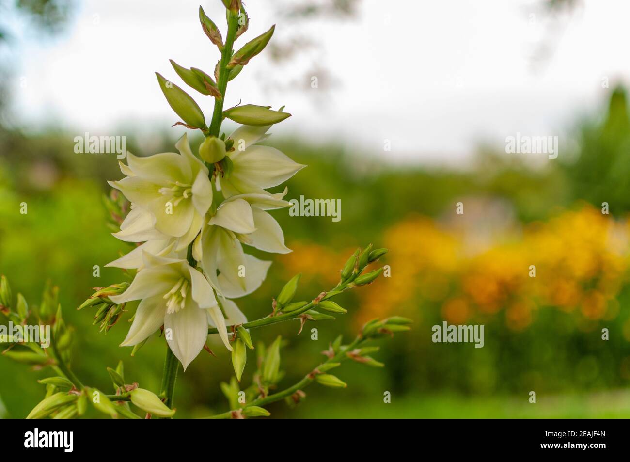 Needle flower hi-res stock photography and images - Alamy