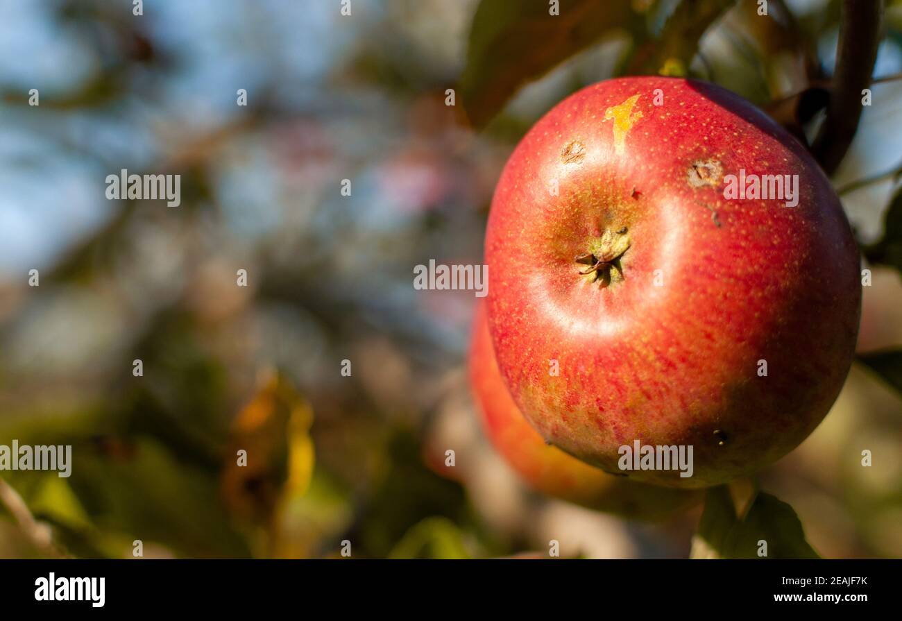 Fresh red apple fruit Stock Photo - Alamy
