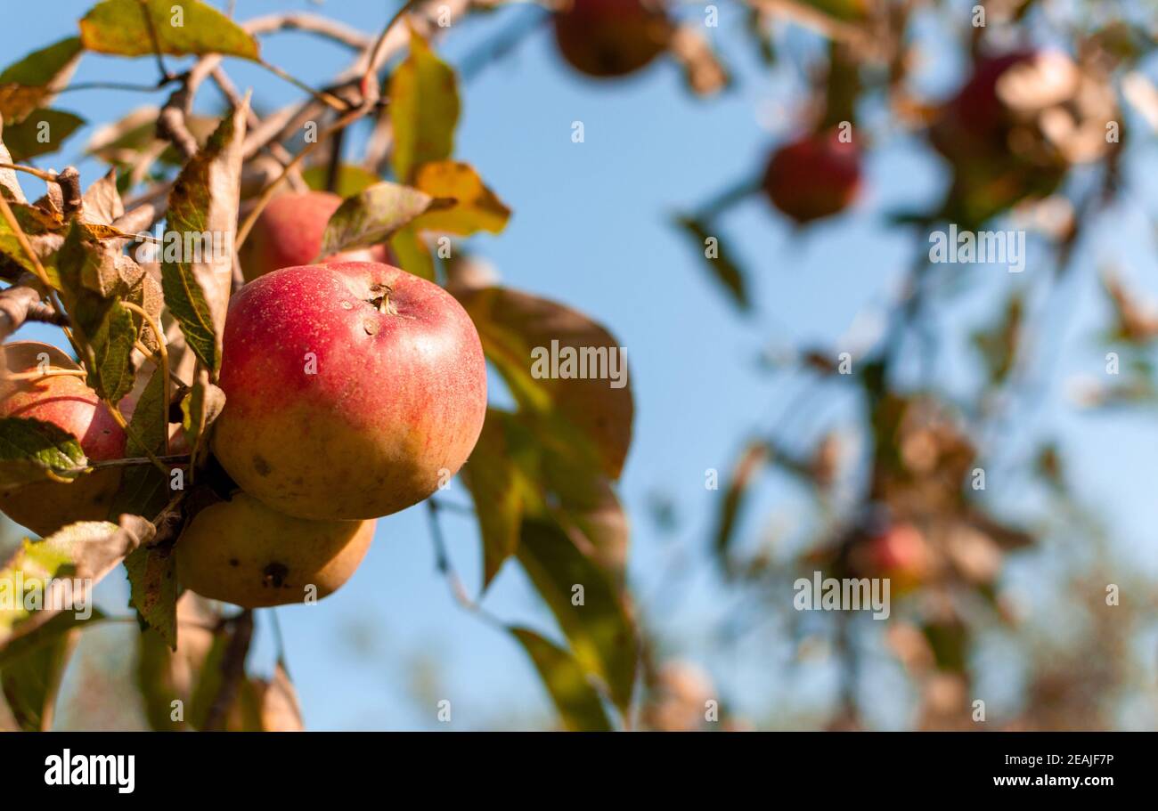 Apple fruit wallpaper hi-res stock photography and images - Alamy