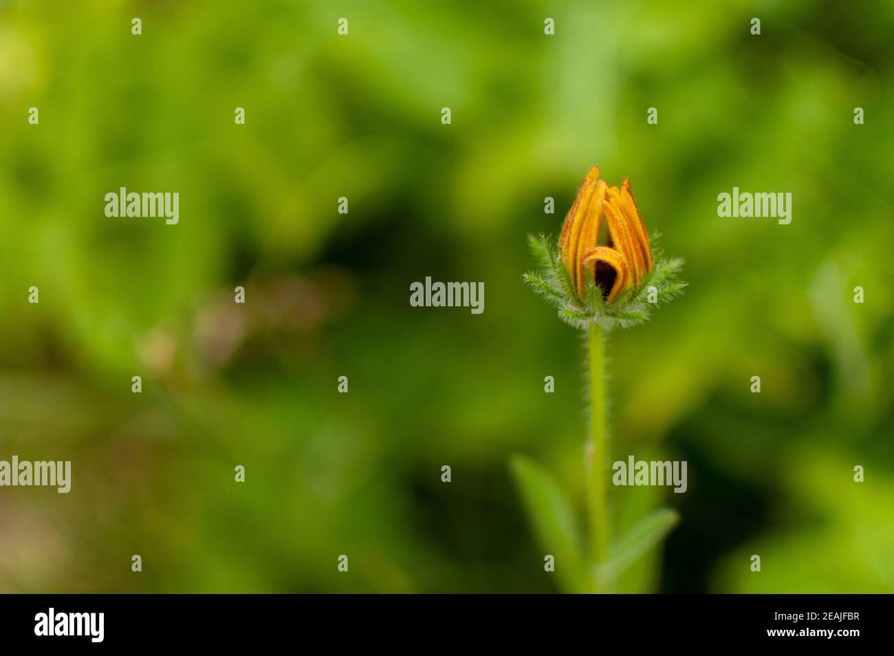 Fresh Coneflower bud Stock Photo - Alamy
