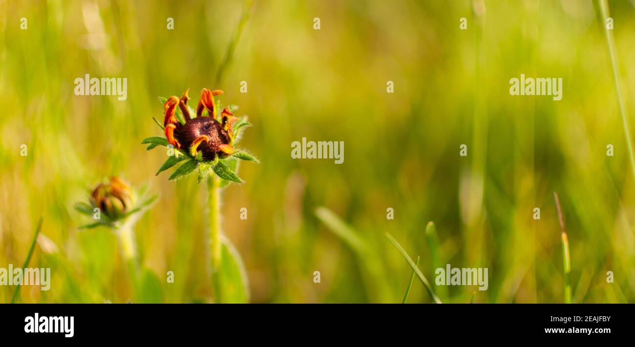 Young Coneflower bud Stock Photo - Alamy