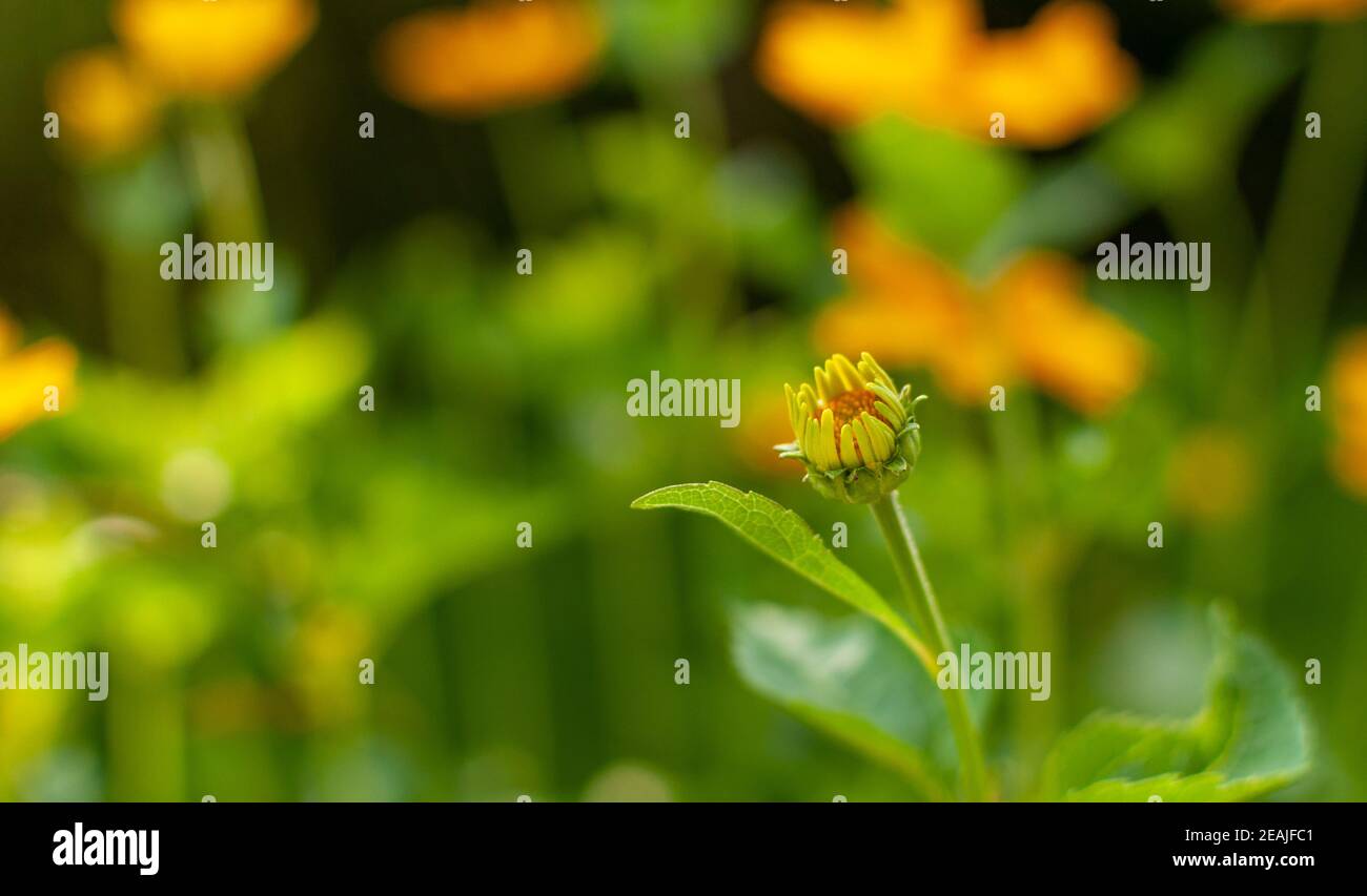 Coneflower bud hi-res stock photography and images - Alamy