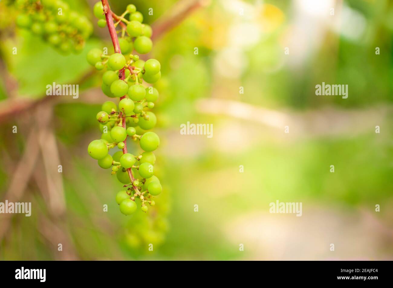 Fresh Grape Vine fruits Stock Photo - Alamy