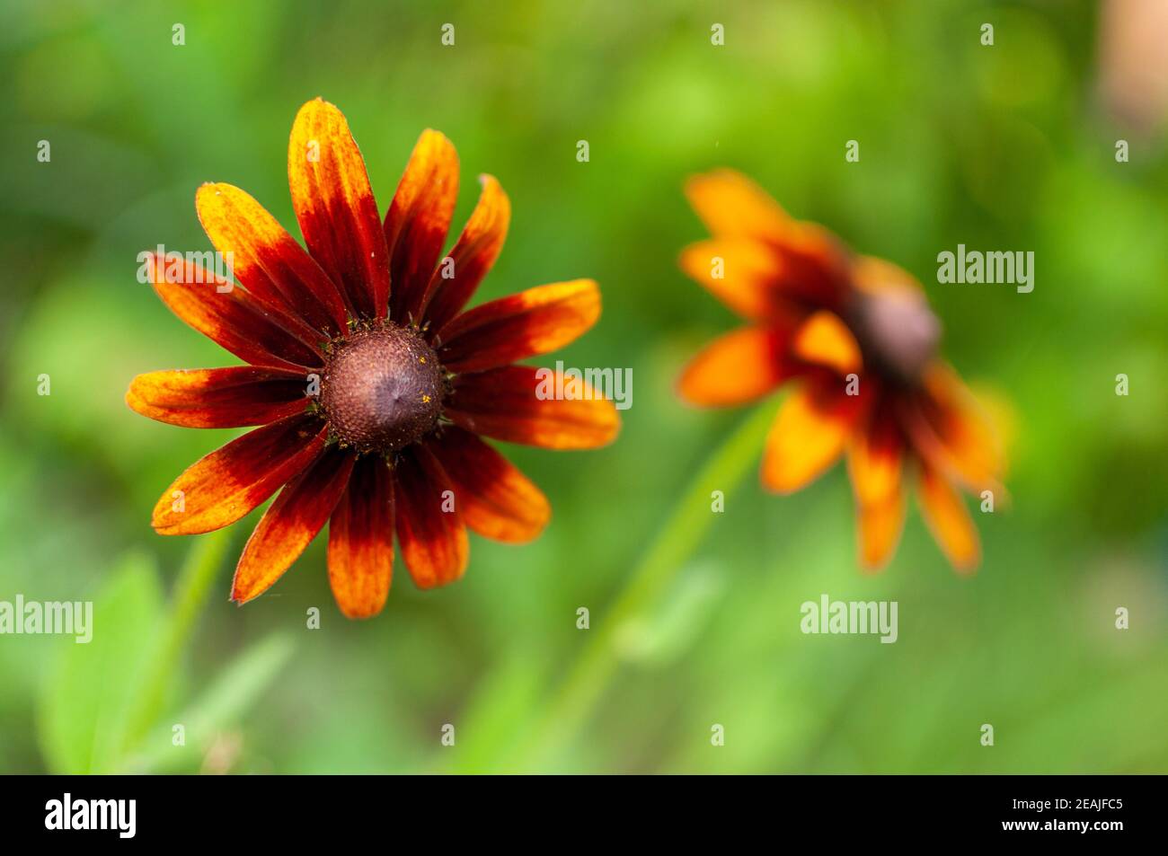 Red and yellow coneflowers hi-res stock photography and images - Alamy