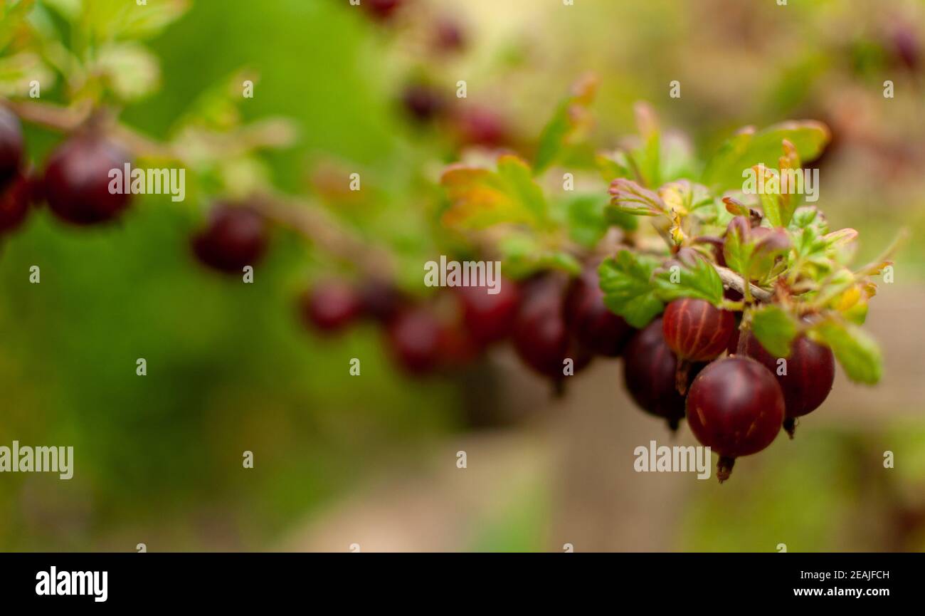 Red Gooseberry fruits Stock Photo - Alamy