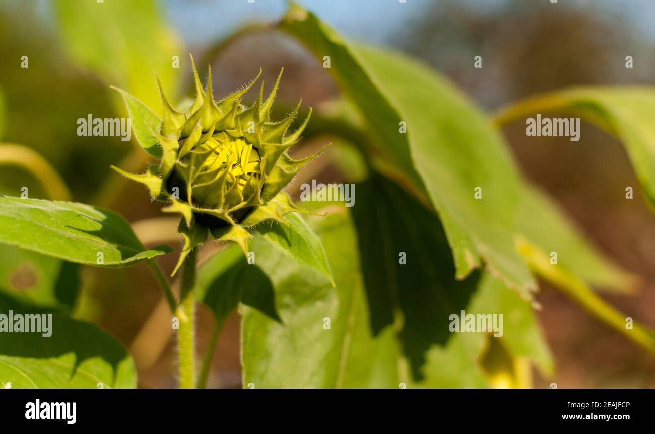 Young sunflower bud Stock Photo - Alamy