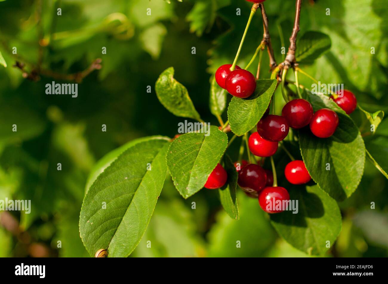 Cherry fruits with leaves hi-res stock photography and images - Alamy