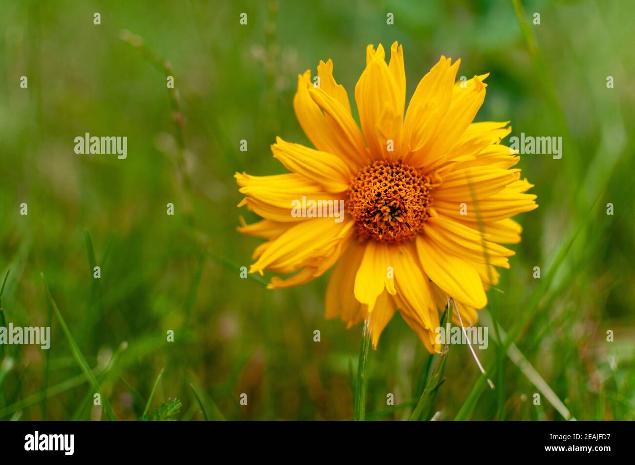 Yellow coneflower field hi-res stock photography and images - Alamy