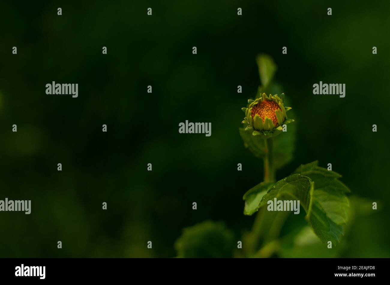 Coneflower bud hi-res stock photography and images - Alamy