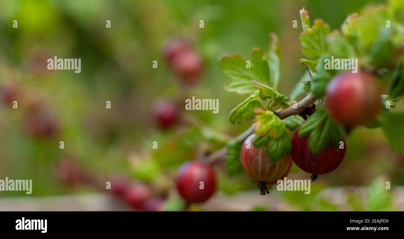 Gooseberry fruits hi-res stock photography and images - Alamy