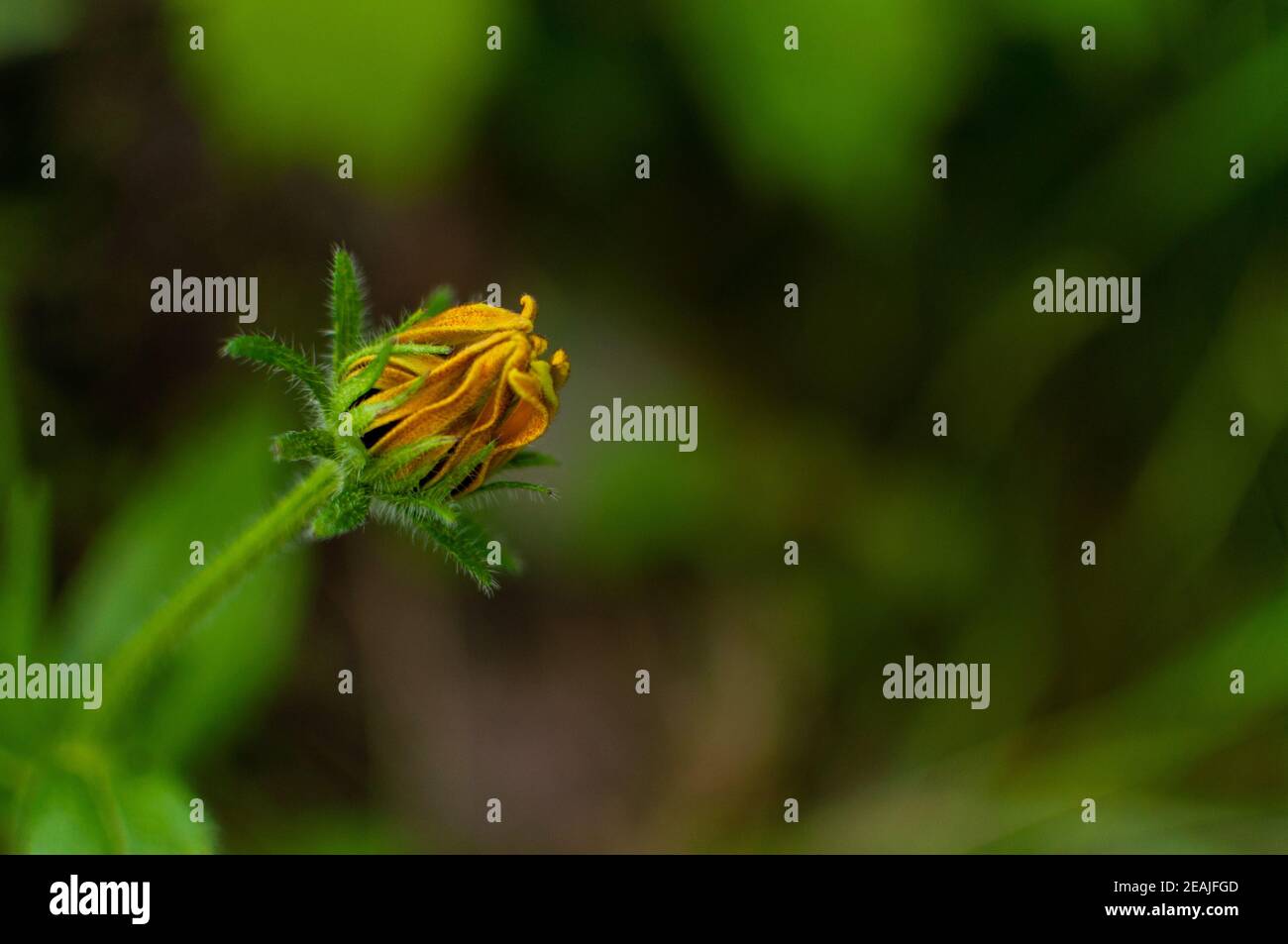 Young Coneflower bud Stock Photo - Alamy