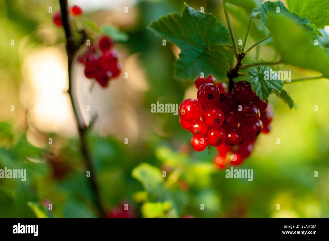 Red currant wallpaper hi-res stock photography and images - Alamy