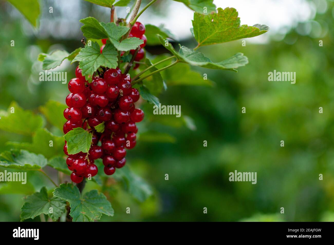 Red Currant fruits Stock Photo - Alamy