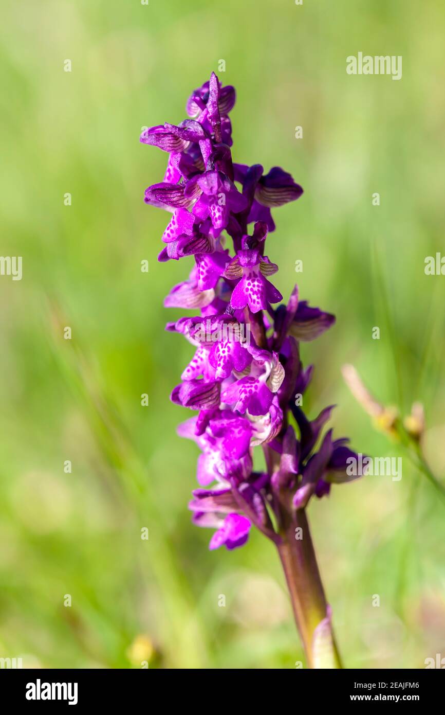 Vernasca hi-res stock photography and images - Alamy