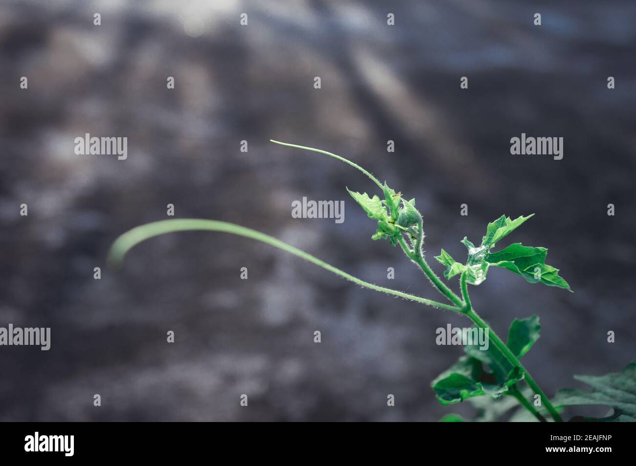 Creeper Plant High Resolution Stock Photography and Images - Alamy