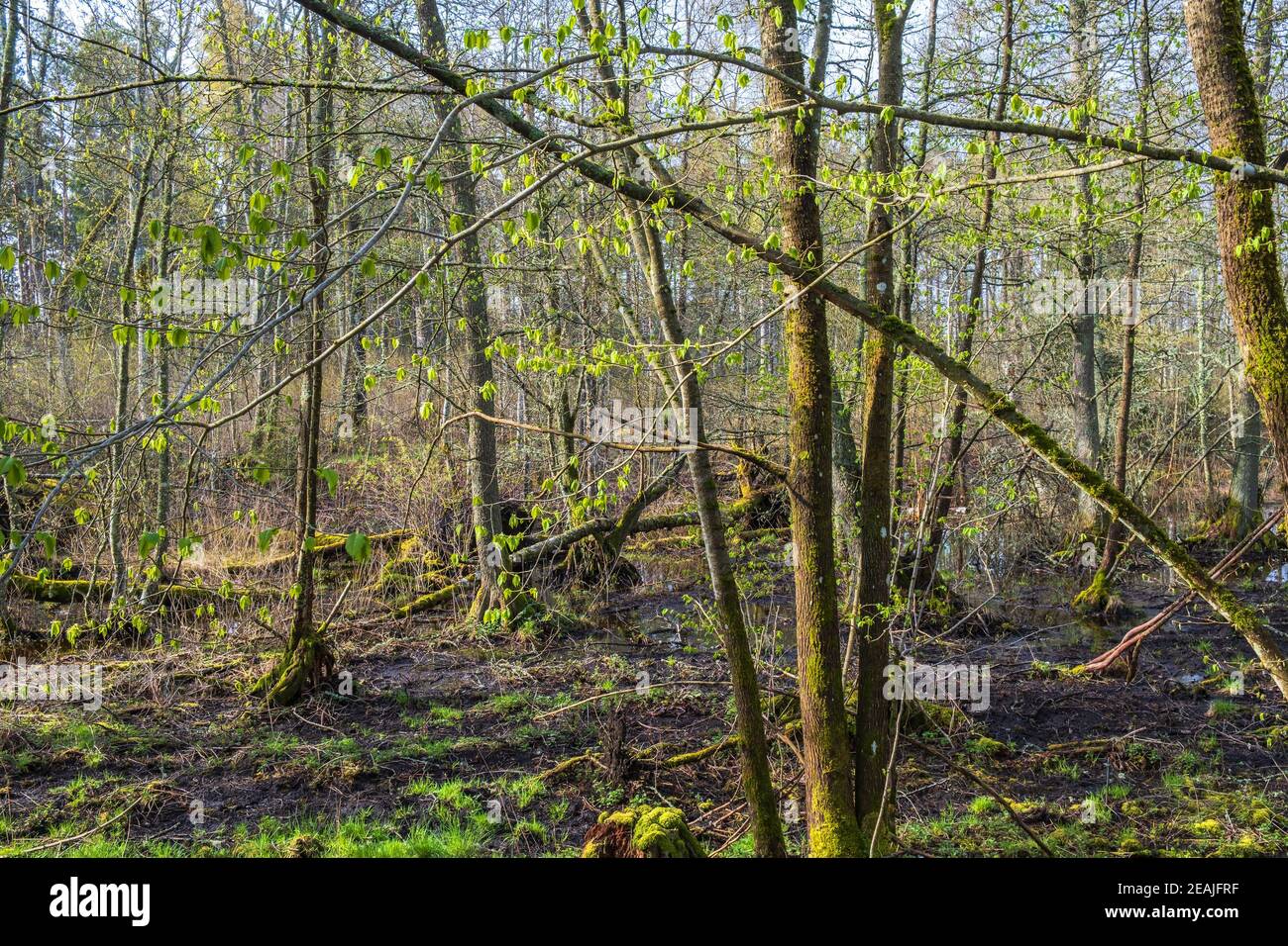 Budding leaves on the trees in a swamp Stock Photo - Alamy
