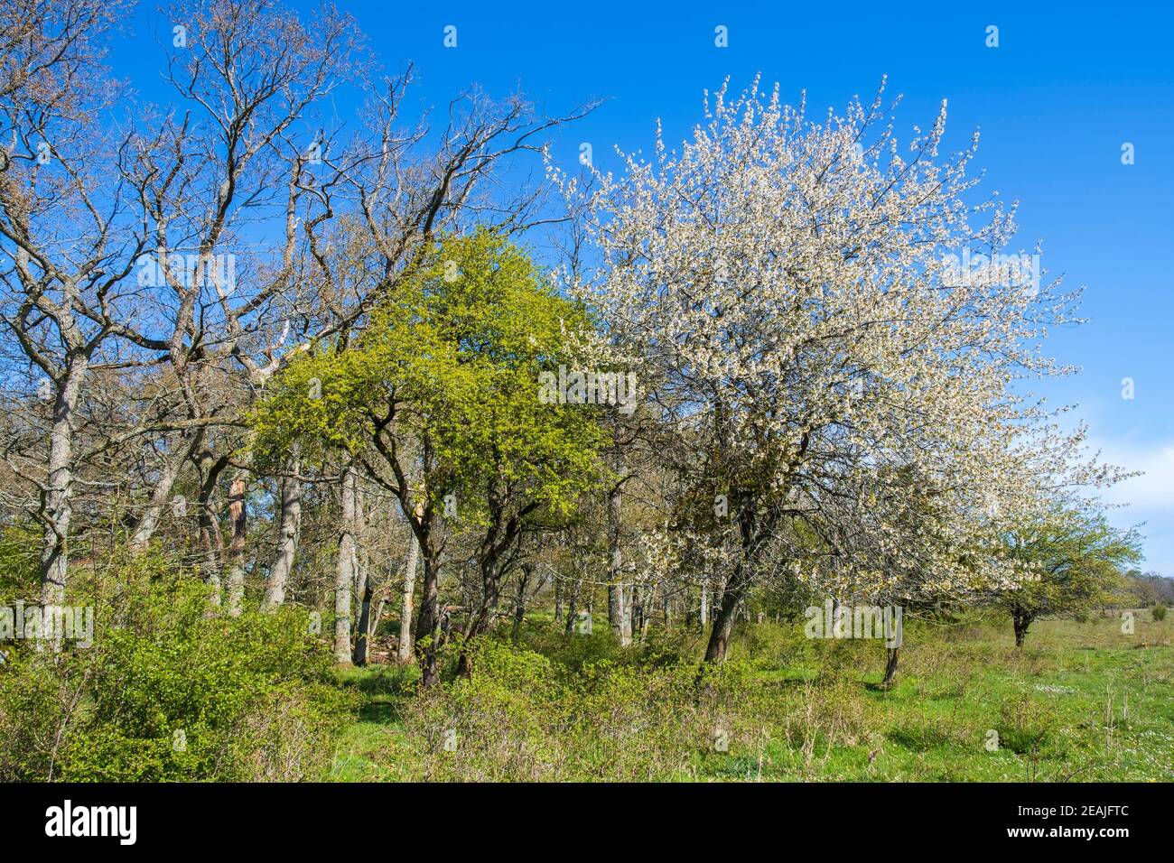 Blossom cherry trees a sunny day at spring Stock Photo - Alamy