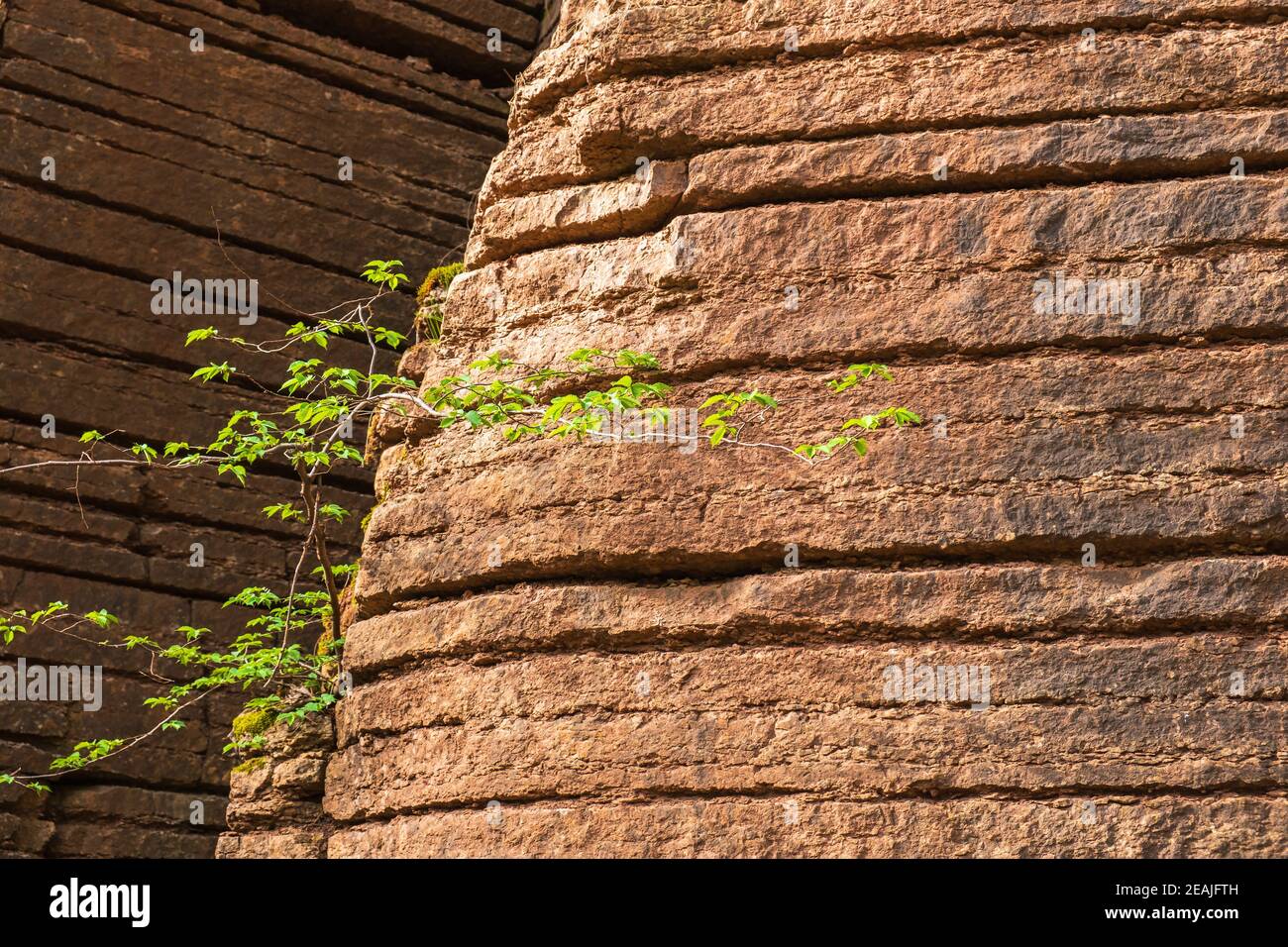 Tree growing in rock face hi-res stock photography and images - Alamy