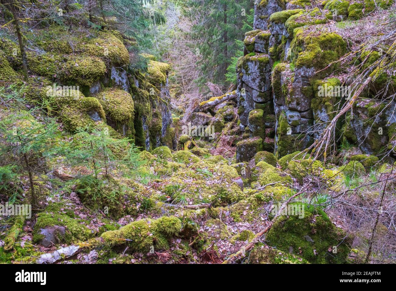 Boreal Coniferous Forest High Resolution Stock Photography and Images ...