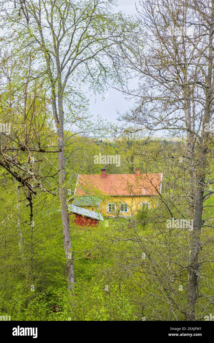 Spring forest sweden hi-res stock photography and images - Alamy