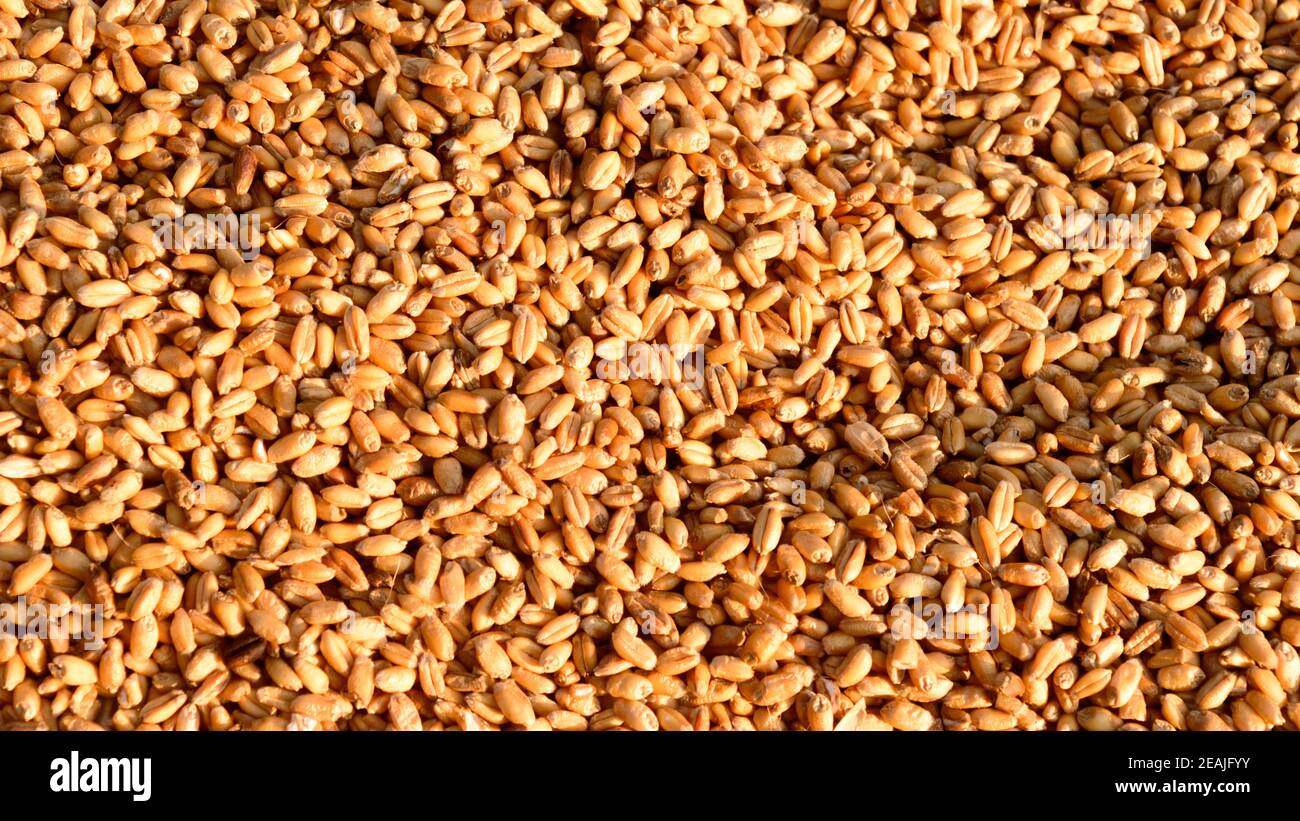 Seamless wheat grain texture pattern in morning sunlight. Natural dry ...